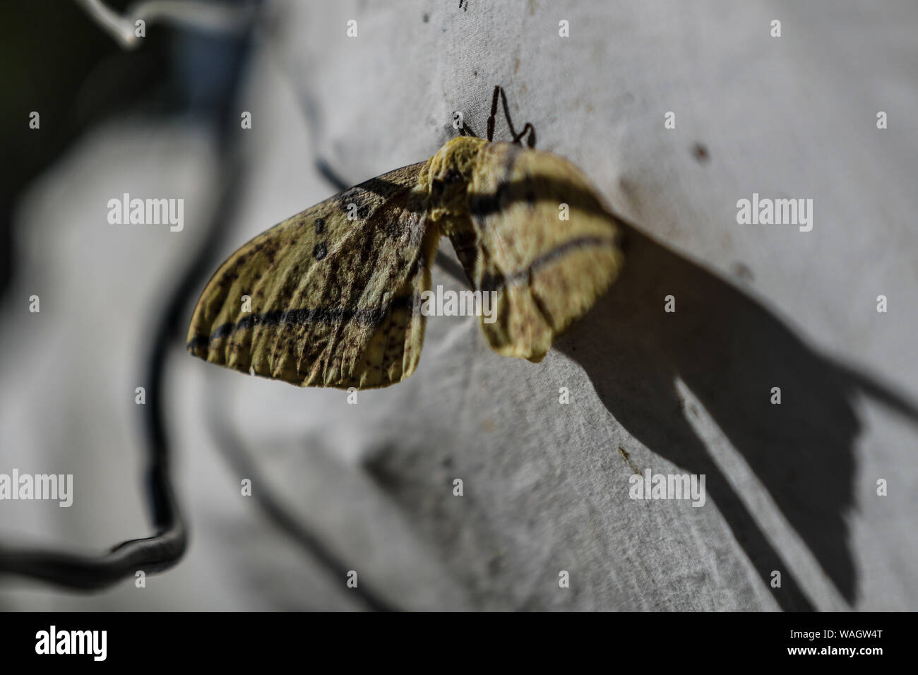 insect known as palomilla. Sierra Los Locos in the municipality of San ...