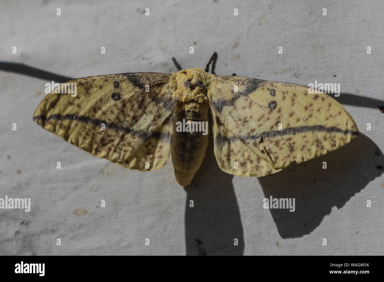 insect known as palomilla. Sierra Los Locos in the municipality of San ...