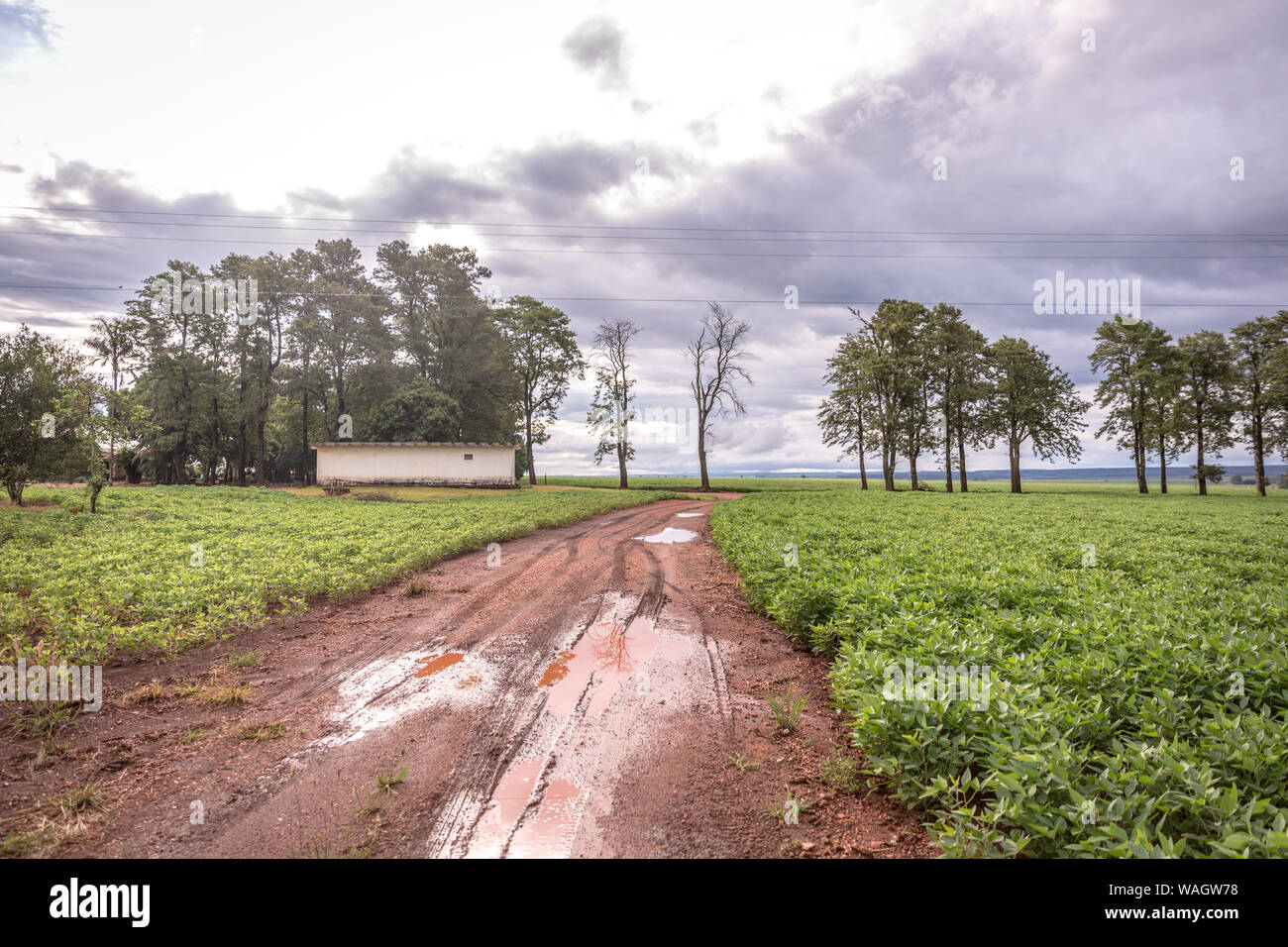 A dirty mud road crossing a soybean plantation in the country side of ...