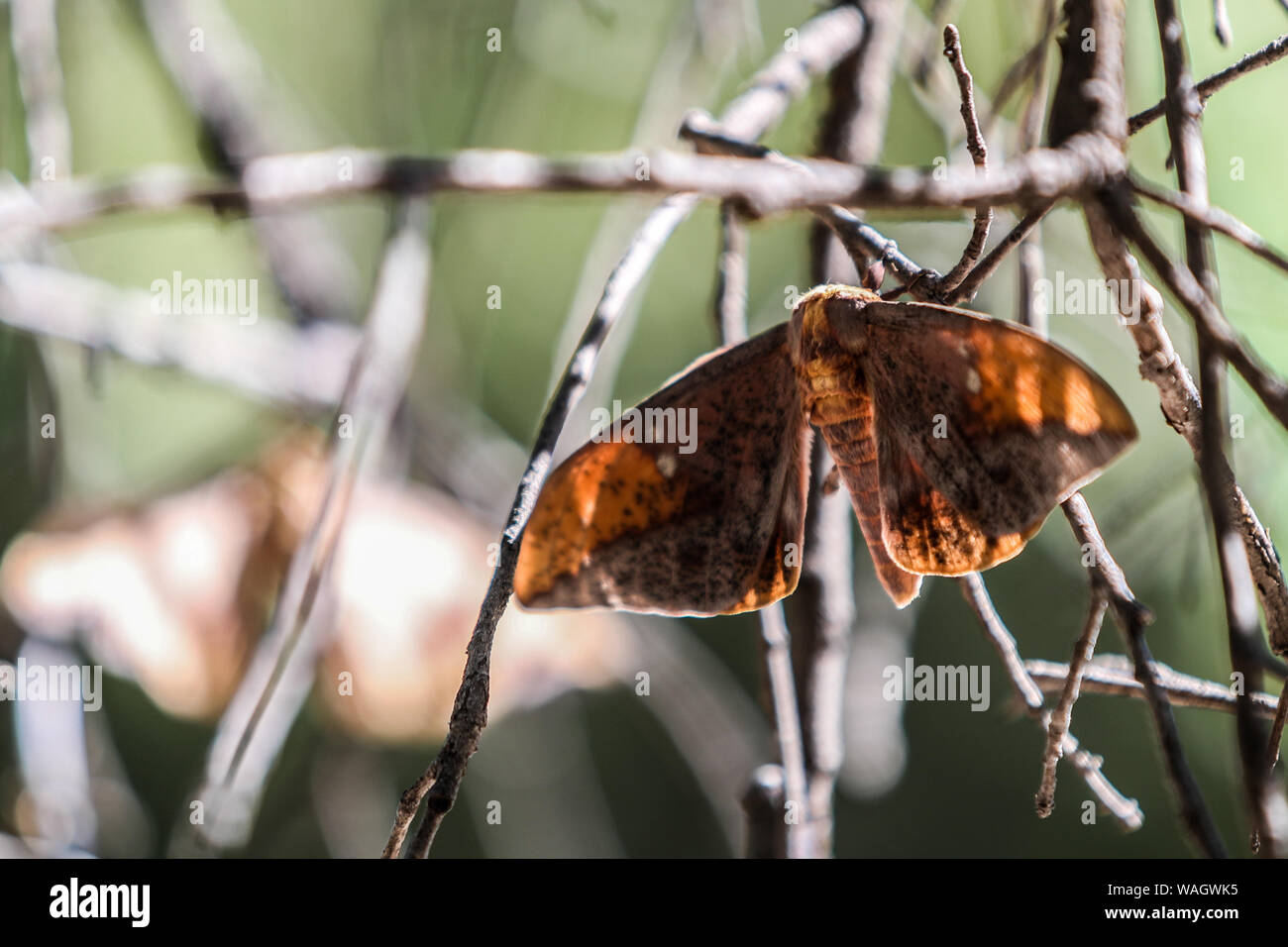 insect known as palomilla. Sierra Los Locos in the municipality of San ...