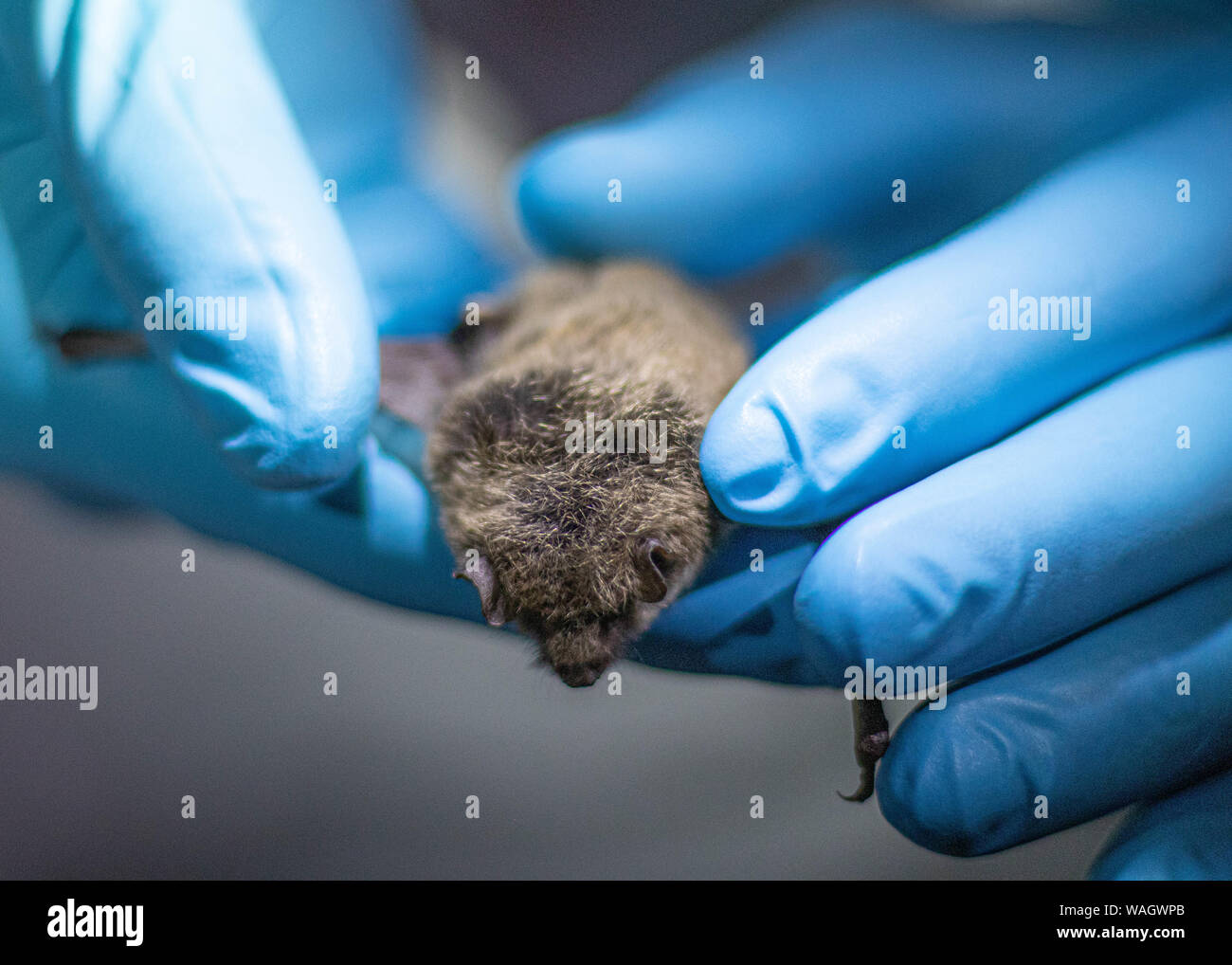 California myotis bats hi-res stock photography and images - Alamy