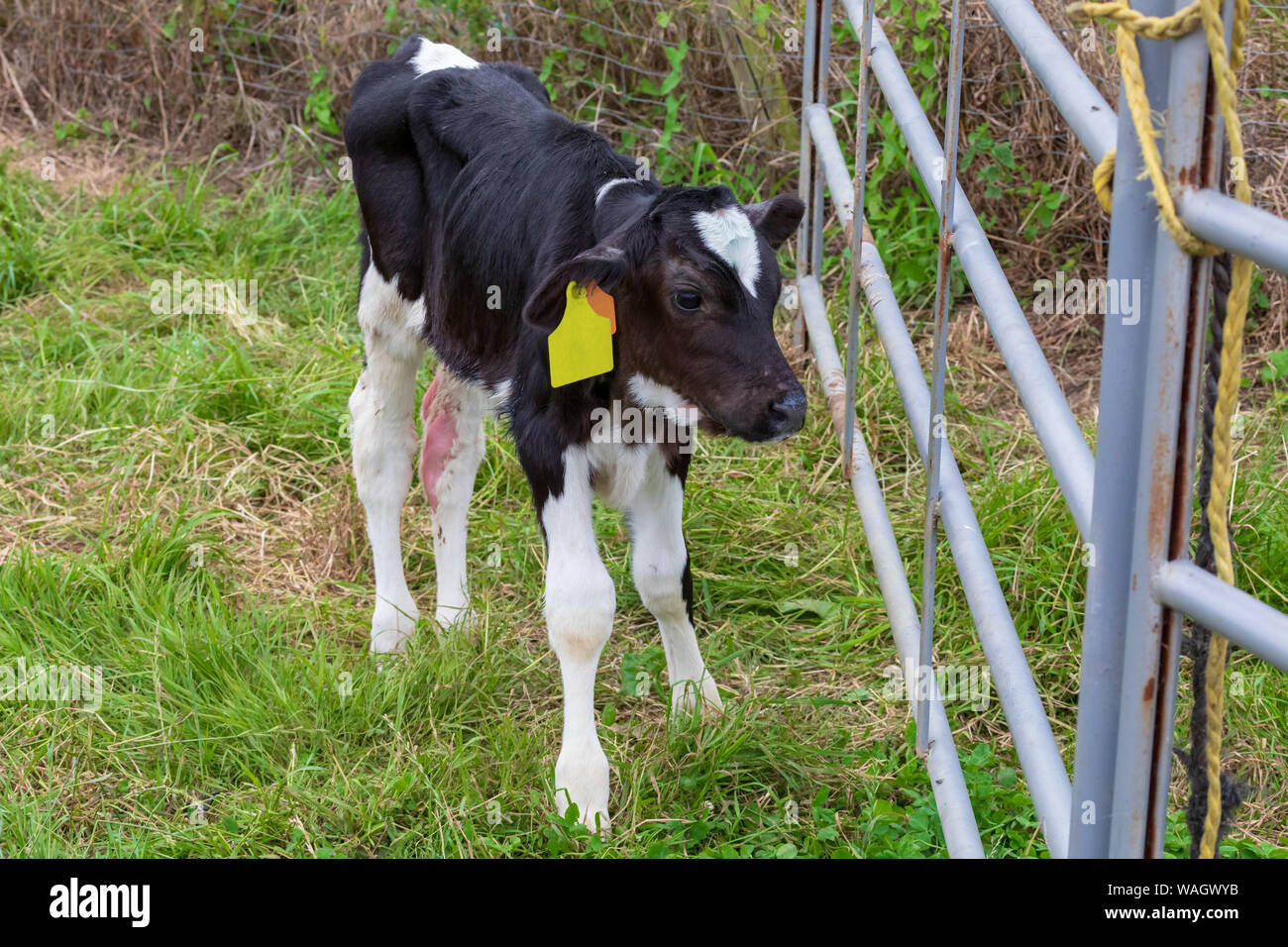 Newborn calf. Milk cow cubs Stock Photo - Alamy