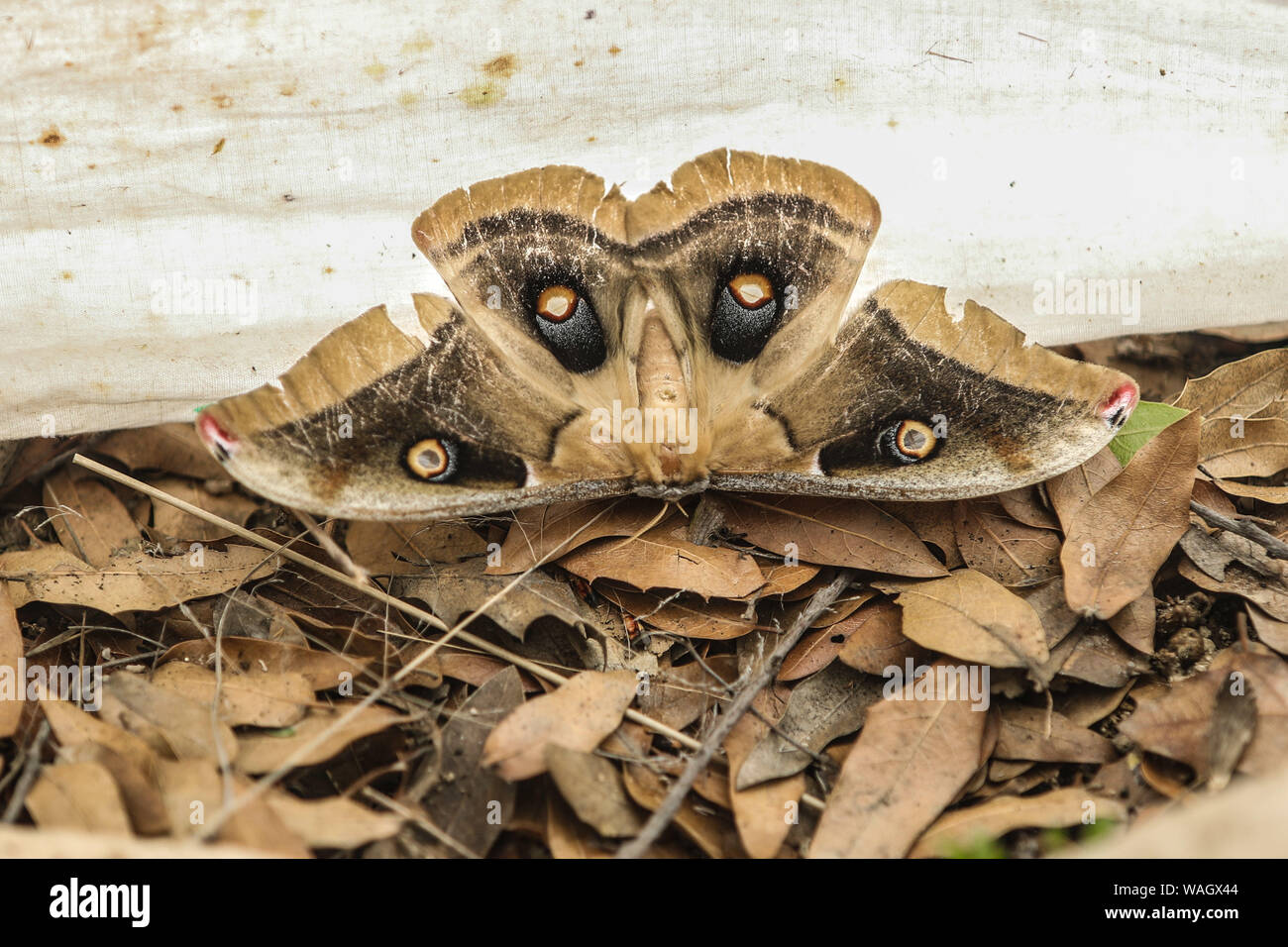 insect known as palomilla. Sierra Los Locos in the municipality of San ...