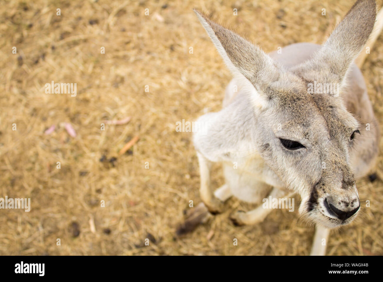 Australian landscape animals hi-res stock photography and images - Alamy