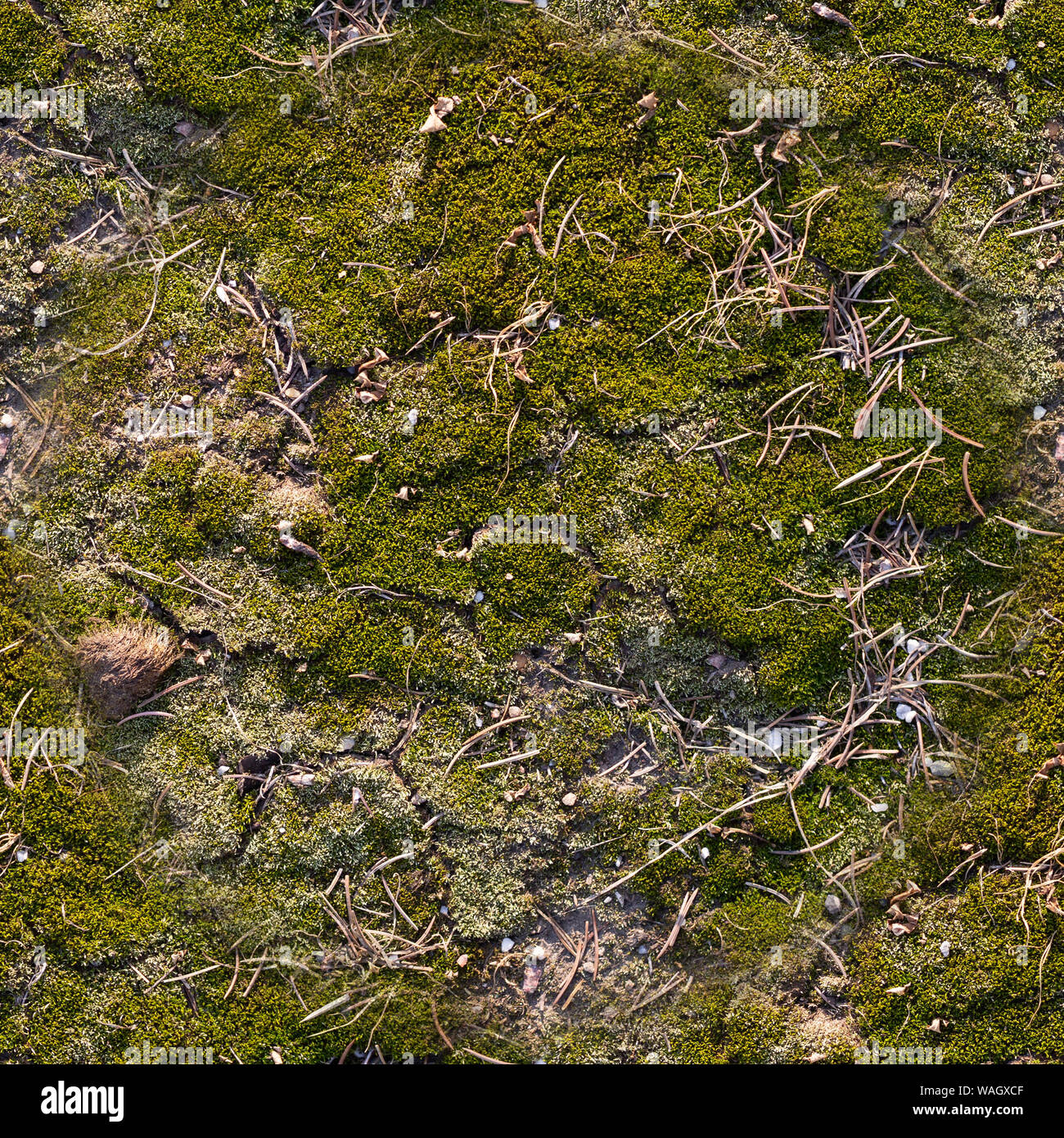 seamless concrete slab covered with green moss background. texture ...