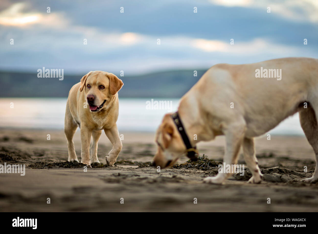 Two dogs playing at the beach Stock Photo - Alamy