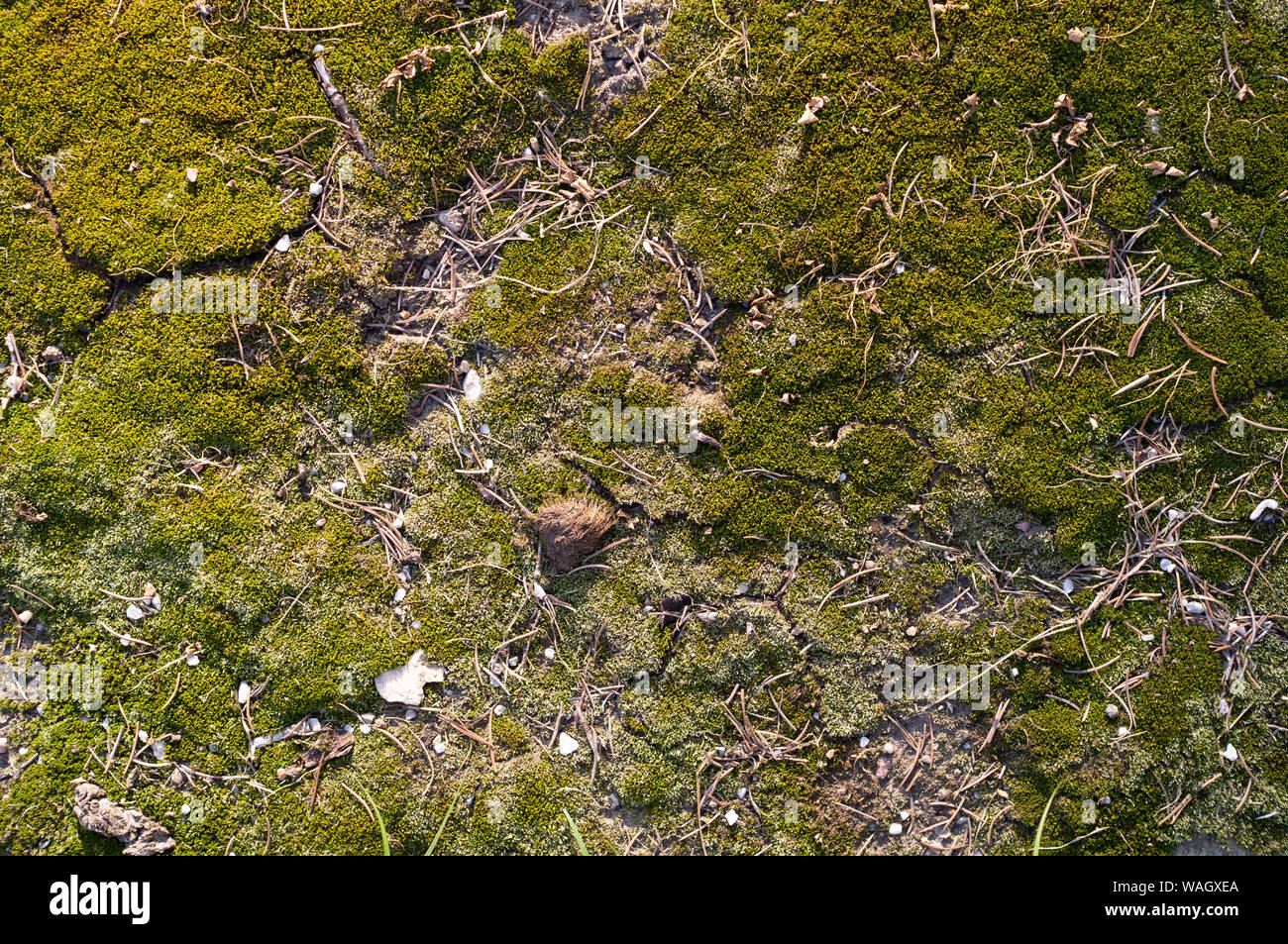 concrete slab covered with green moss background. texture, close up ...