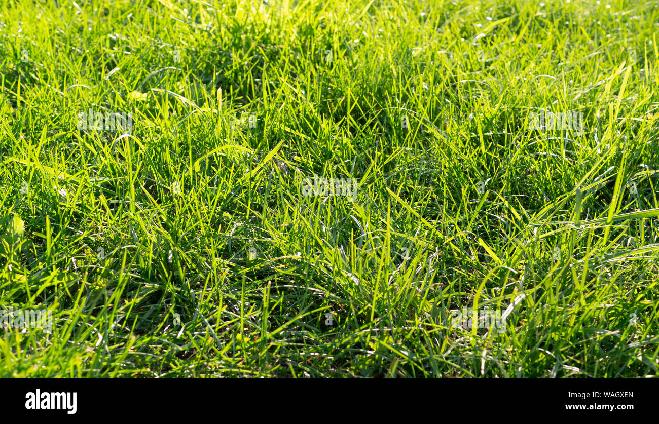 fresh green grass background close up at sunny day. texture, nature ...