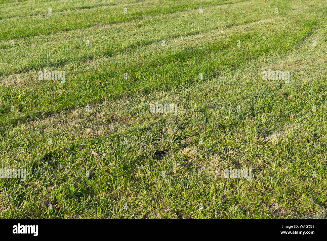 Striped green grass texture perspective hi-res stock photography and ...