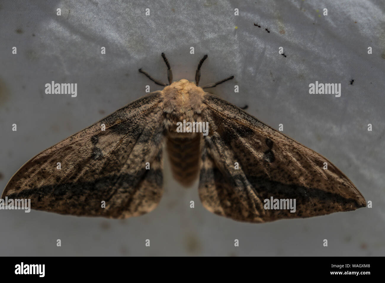 Insecto en la naturaleza hi-res stock photography and images - Alamy