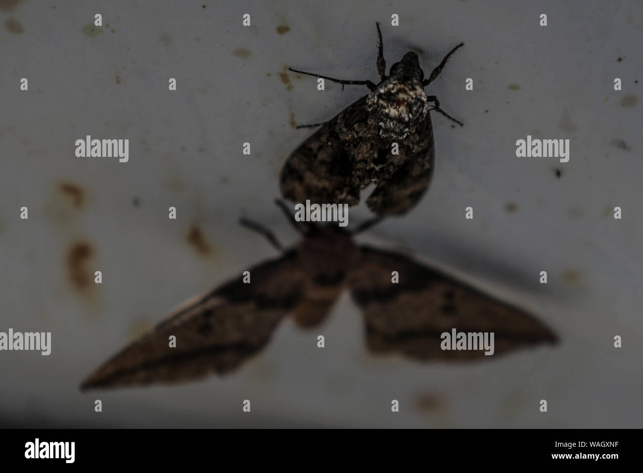 Insecto en la naturaleza hi-res stock photography and images - Alamy