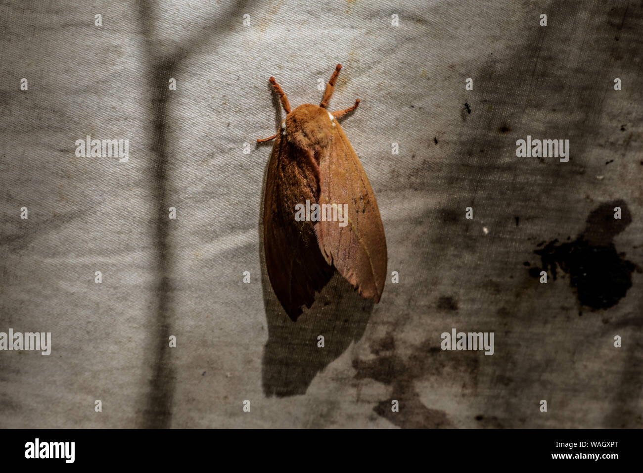 insect known as palomilla. Sierra Los Locos in the municipality of San ...