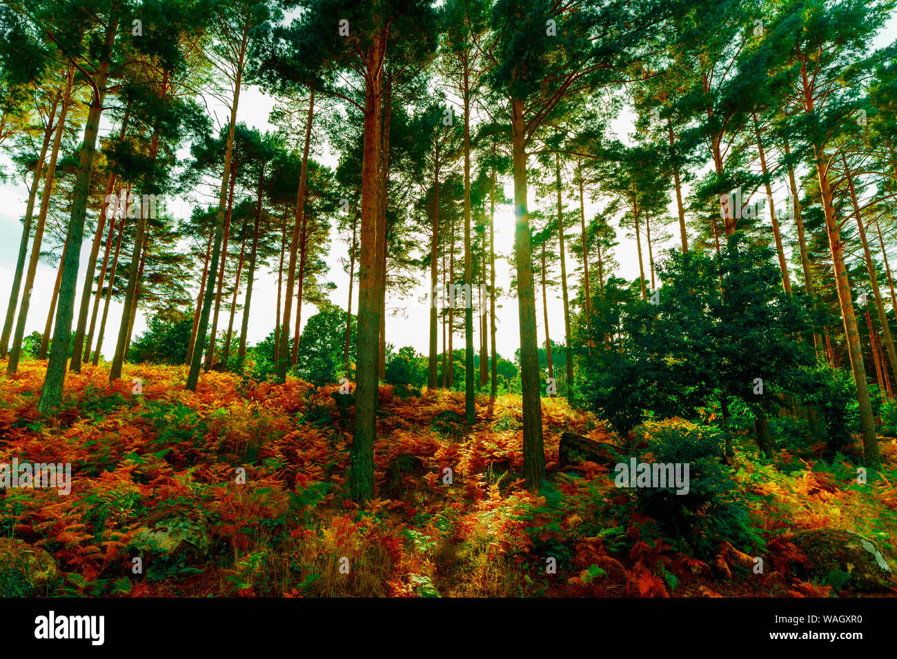Beech forest in winter wide hi-res stock photography and images - Alamy