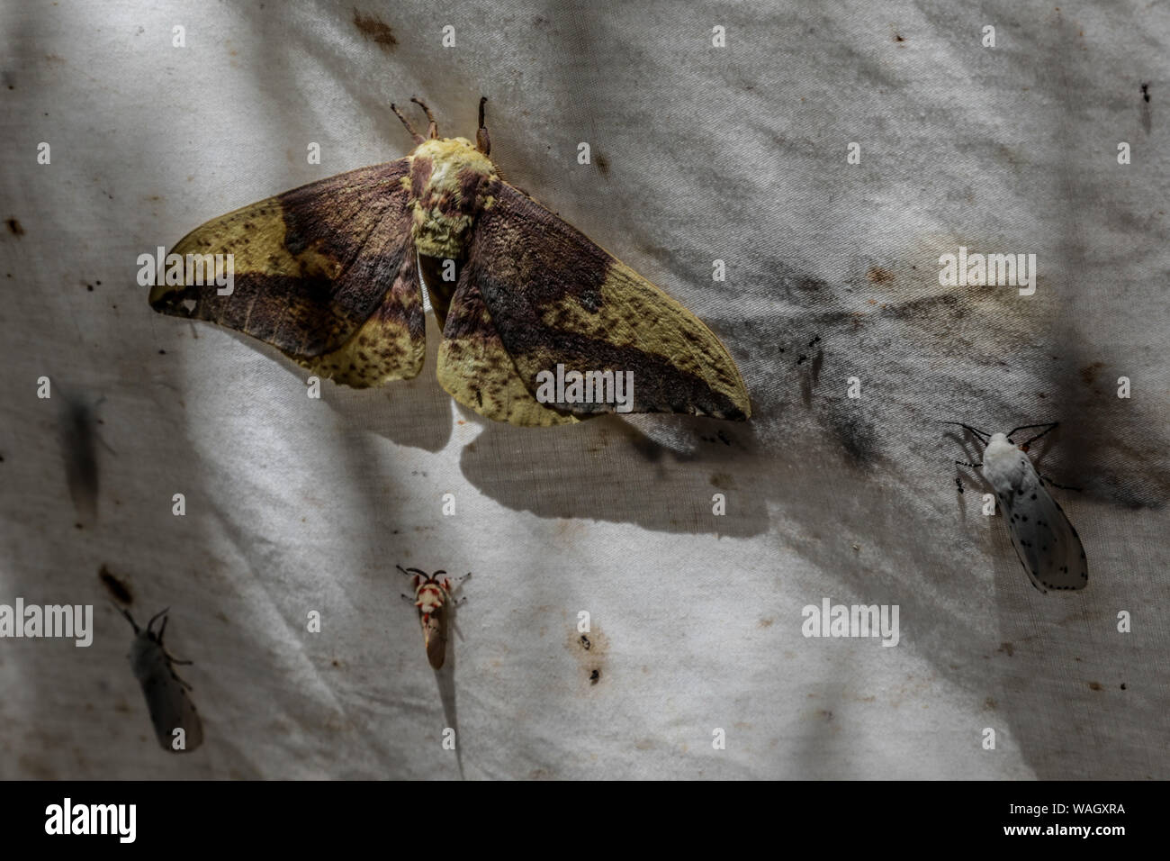 insect known as palomilla. Sierra Los Locos in the municipality of San ...