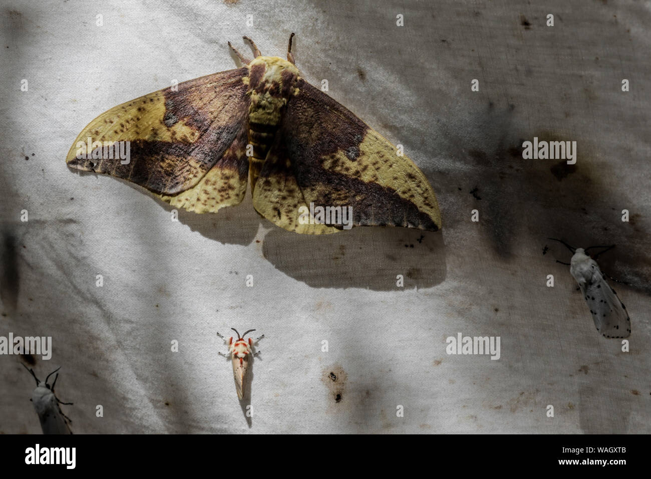 insect known as palomilla. Sierra Los Locos in the municipality of San ...