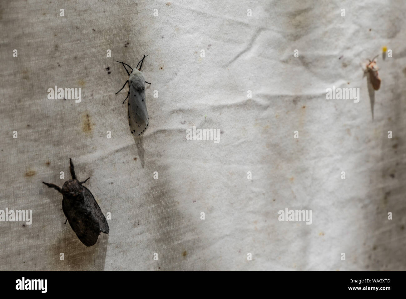 insect known as palomilla. Sierra Los Locos in the municipality of San ...