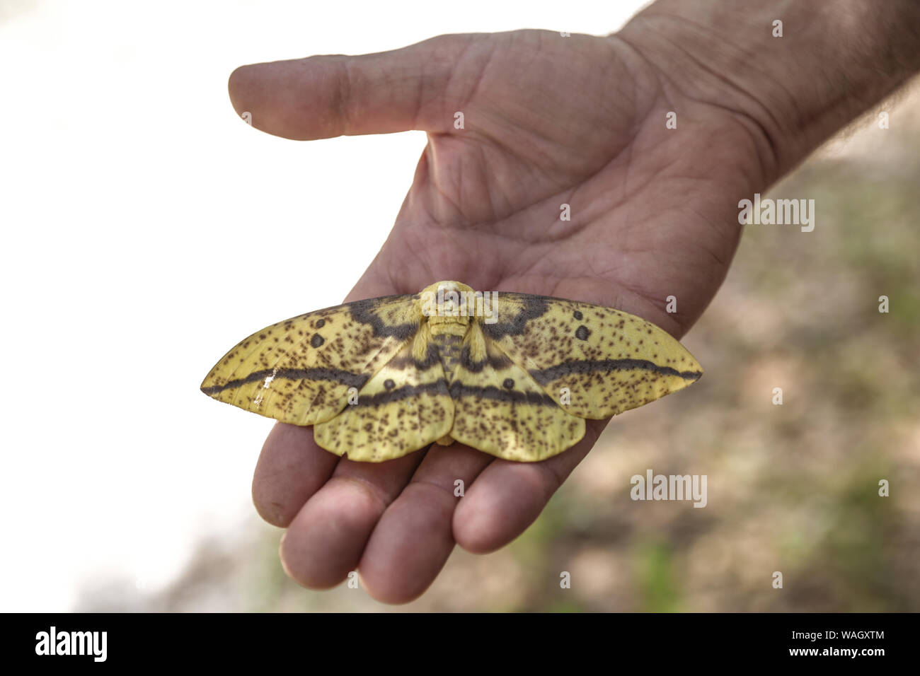 Insecto en la naturaleza hi-res stock photography and images - Alamy