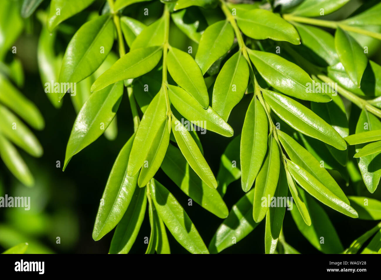 Buxus Sempervirens Leaf