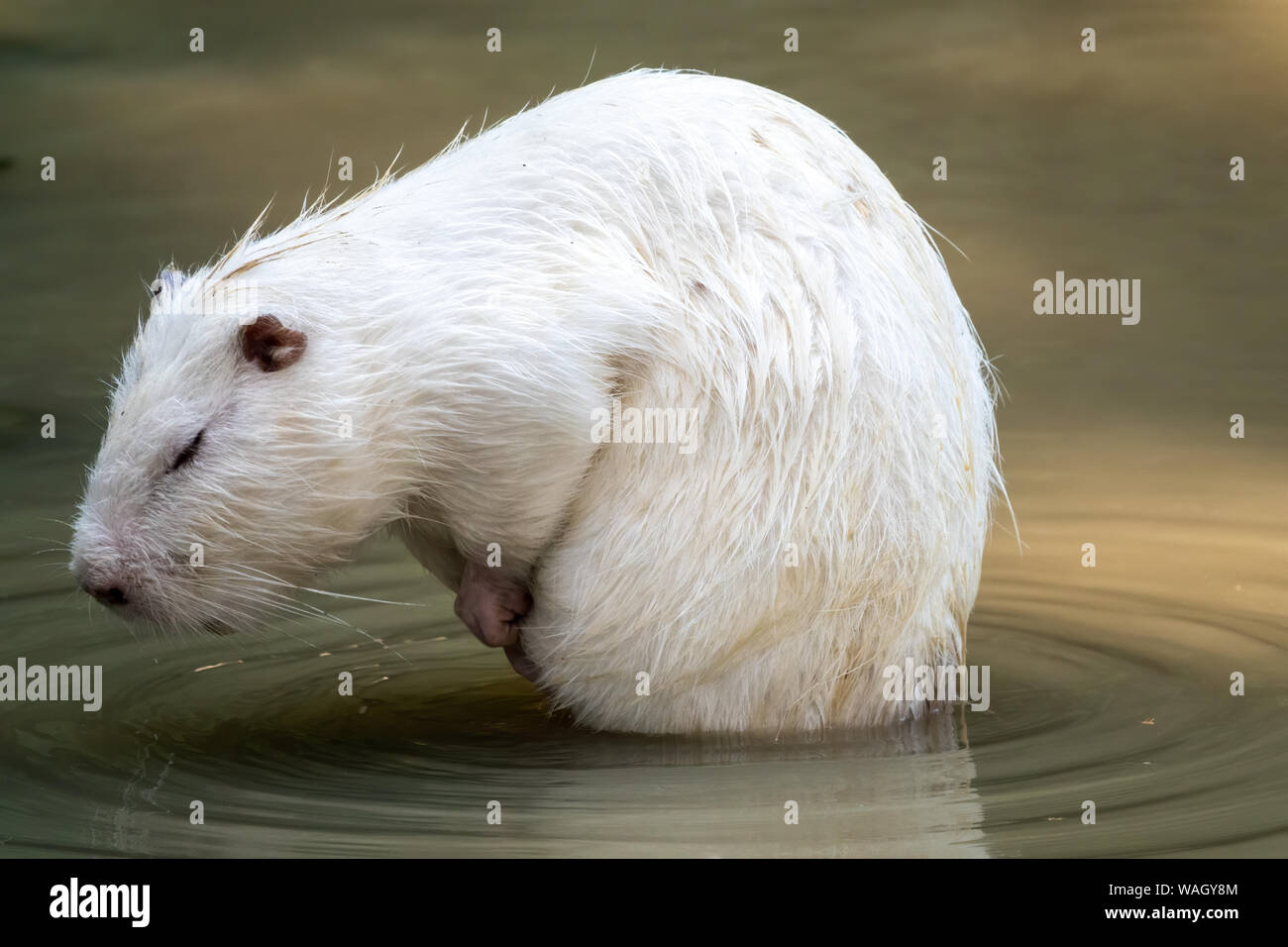 Large white coypu or nutria sits in a shallow pond. The coypu ...