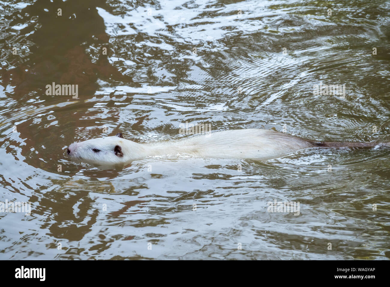 Large white coypu or nutria is swimming in the pond. The coypu ...