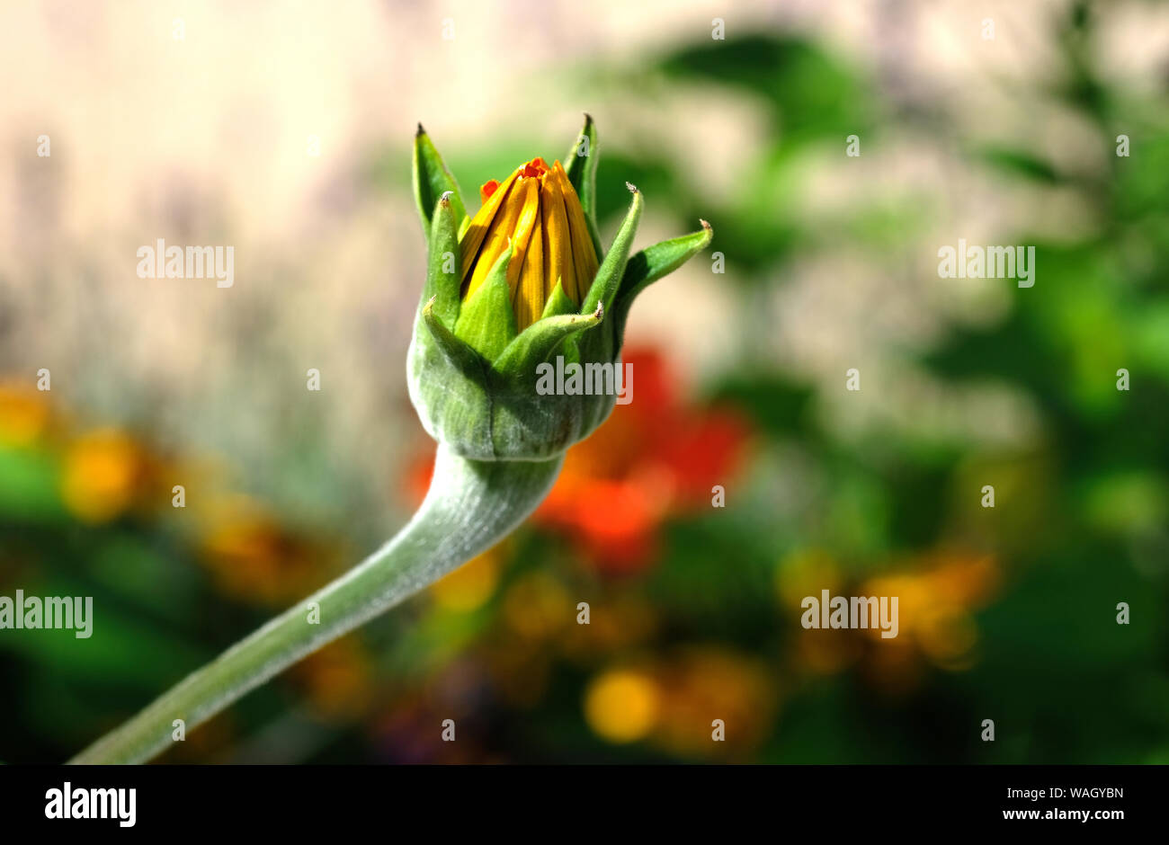 Flower bud closed tight Stock Photo - Alamy