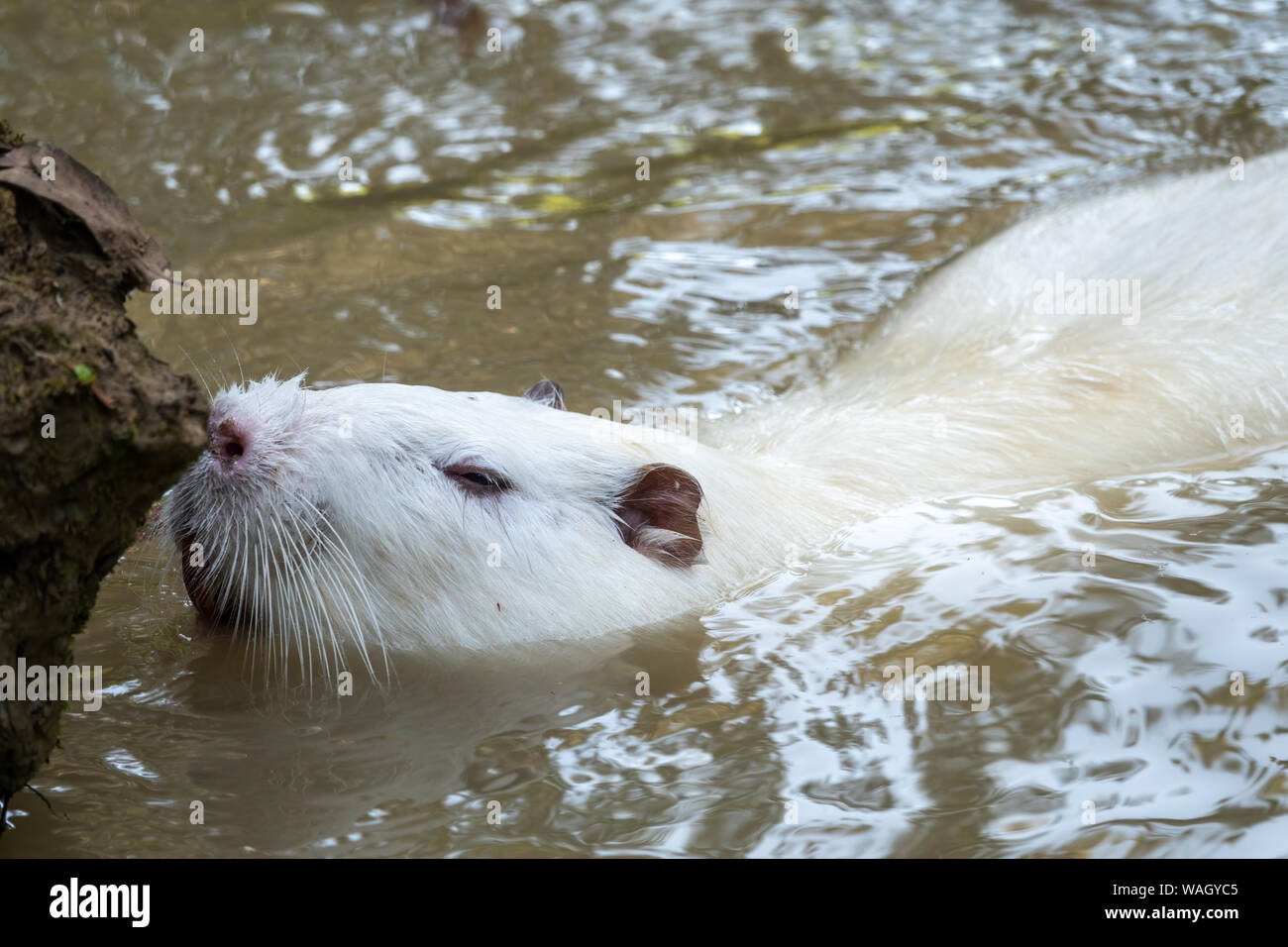 Large white coypu or nutria is swimming in the pond. The coypu ...