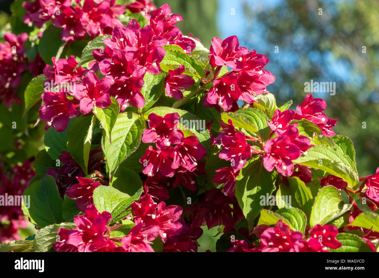 Beautiful vibrant red Weigela flowers with blurry background. Weigela ...