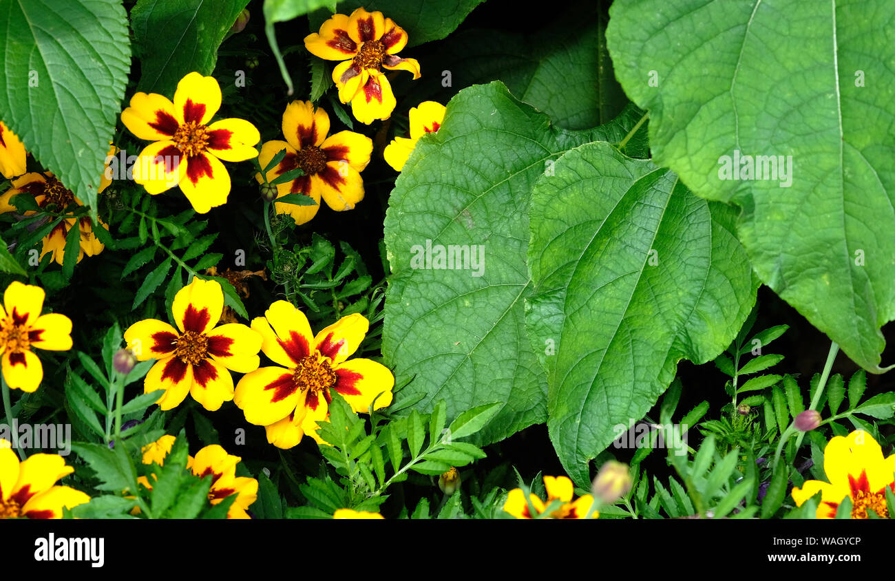 Garden floral display background scene Stock Photo - Alamy