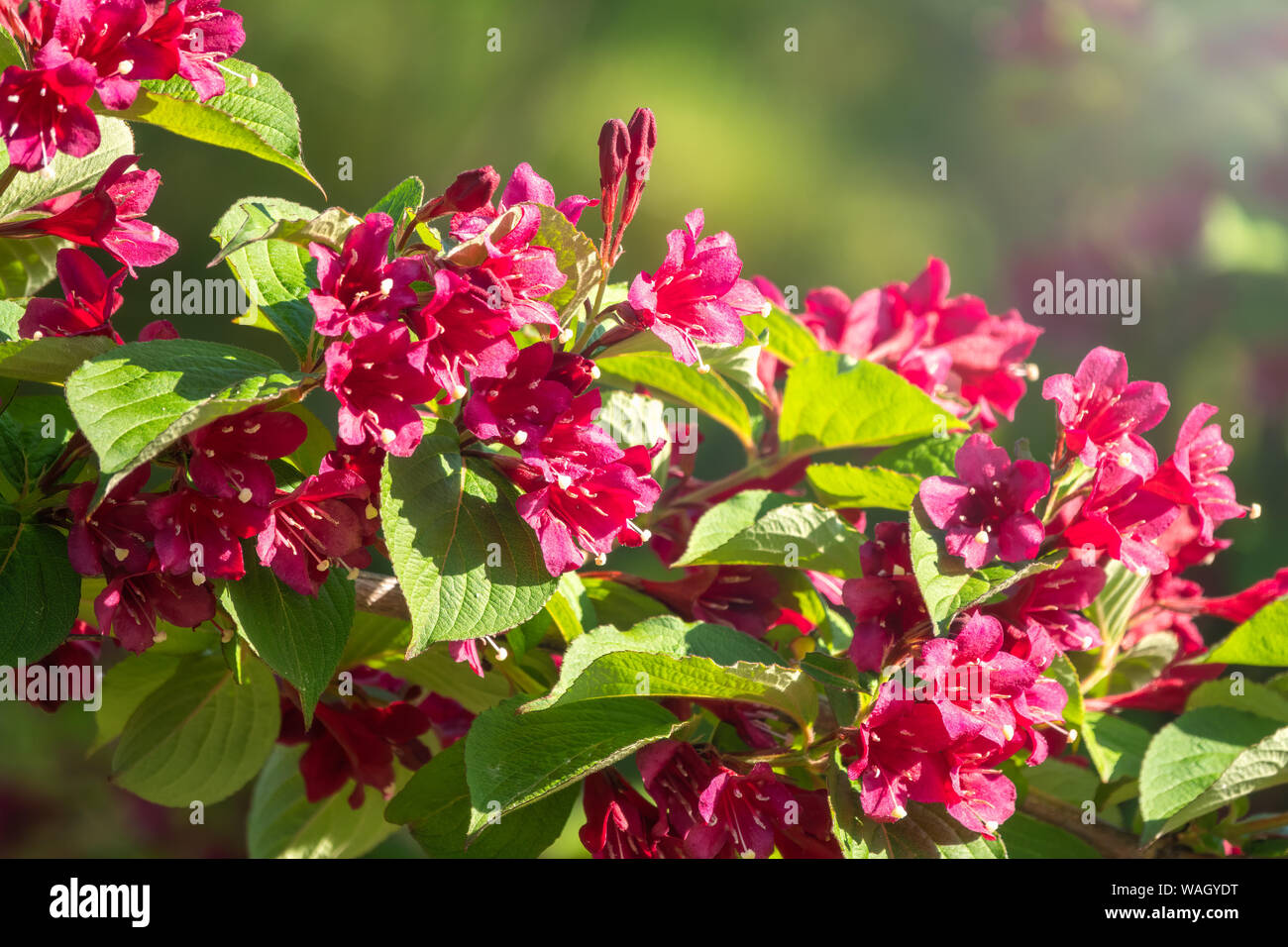 Beautiful vibrant red Weigela flowers with blurry background. Weigela ...