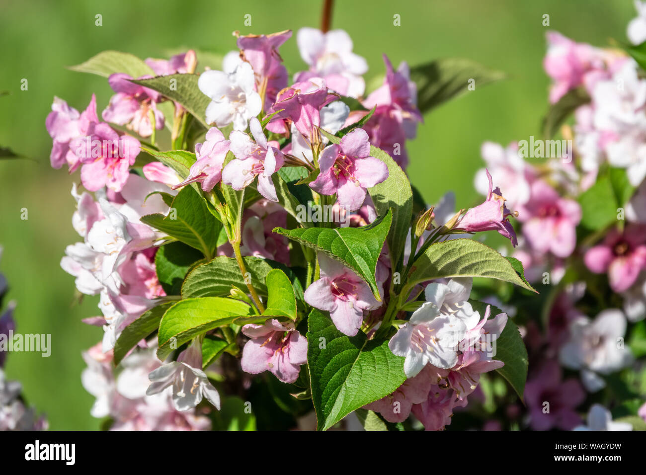 Beautiful vibrant pink Weigela flowers with blurry background. Weigela ...