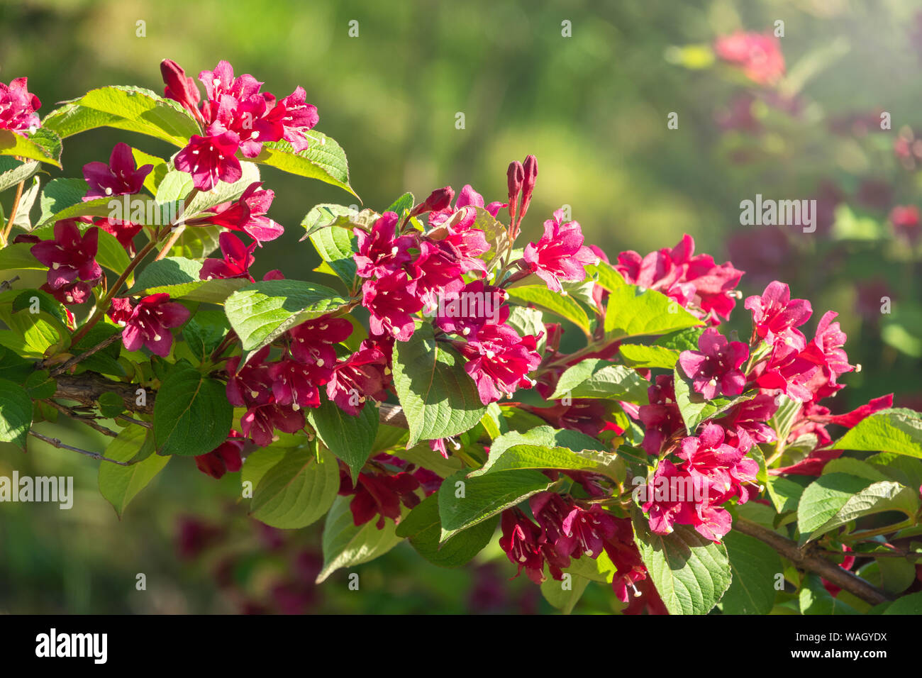 Beautiful vibrant red Weigela flowers with blurry background. Weigela ...