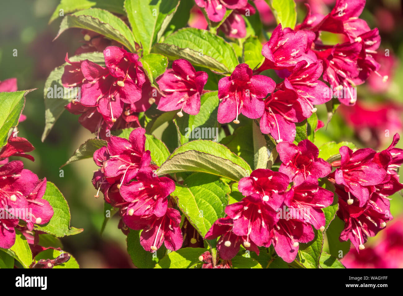 Beautiful vibrant red Weigela flowers with blurry background. Weigela ...