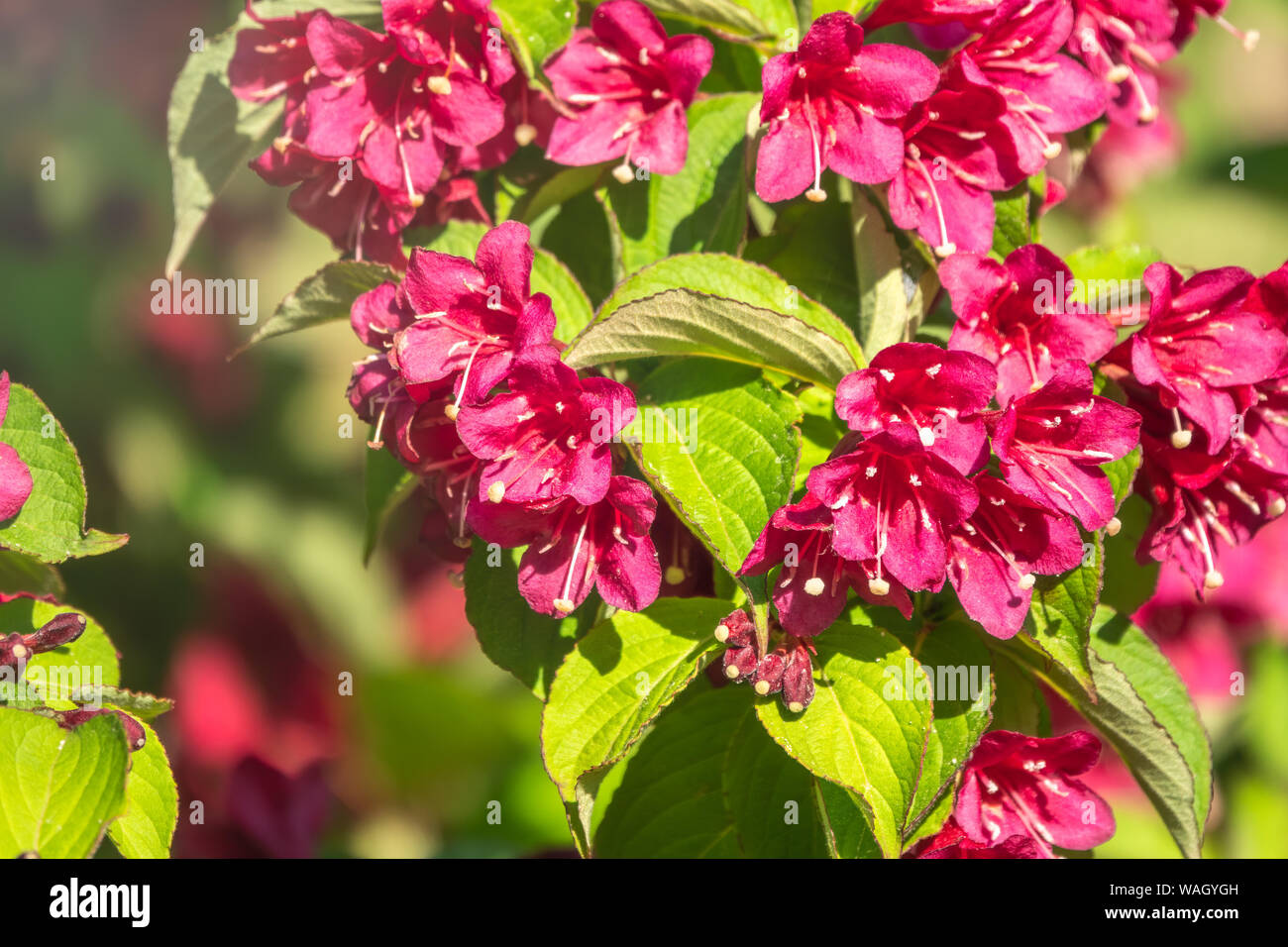 Beautiful vibrant red Weigela flowers with blurry background. Weigela ...