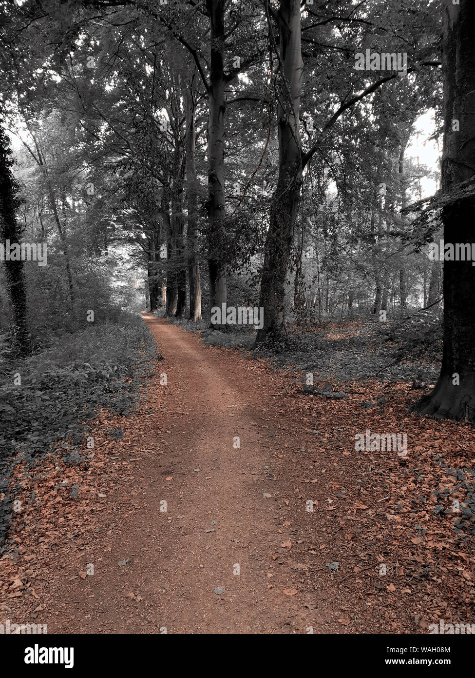 path through a dark forest, mystery landscape beautiful nature Stock ...