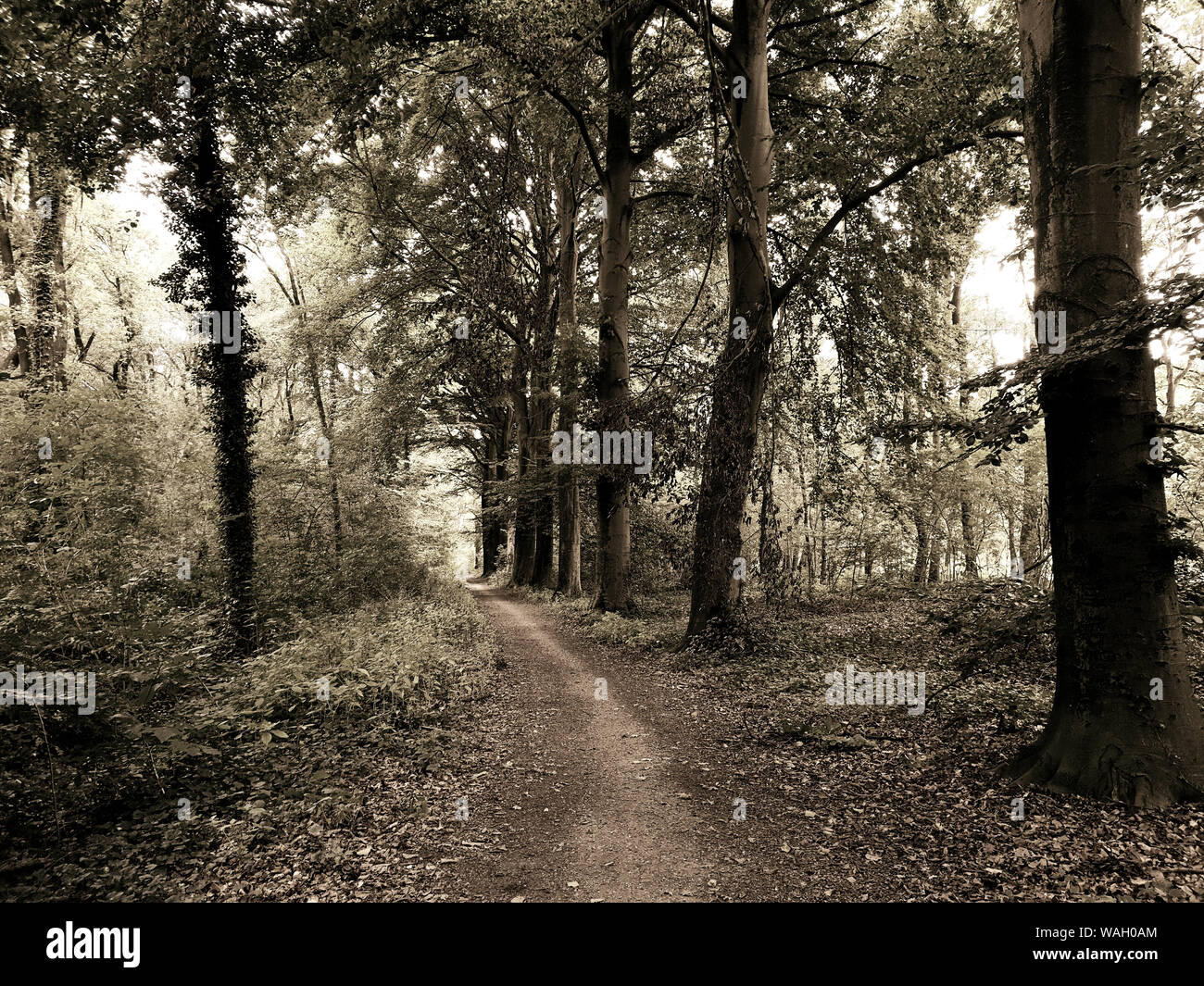 path through a dark forest, mystery landscape beautiful nature Stock ...