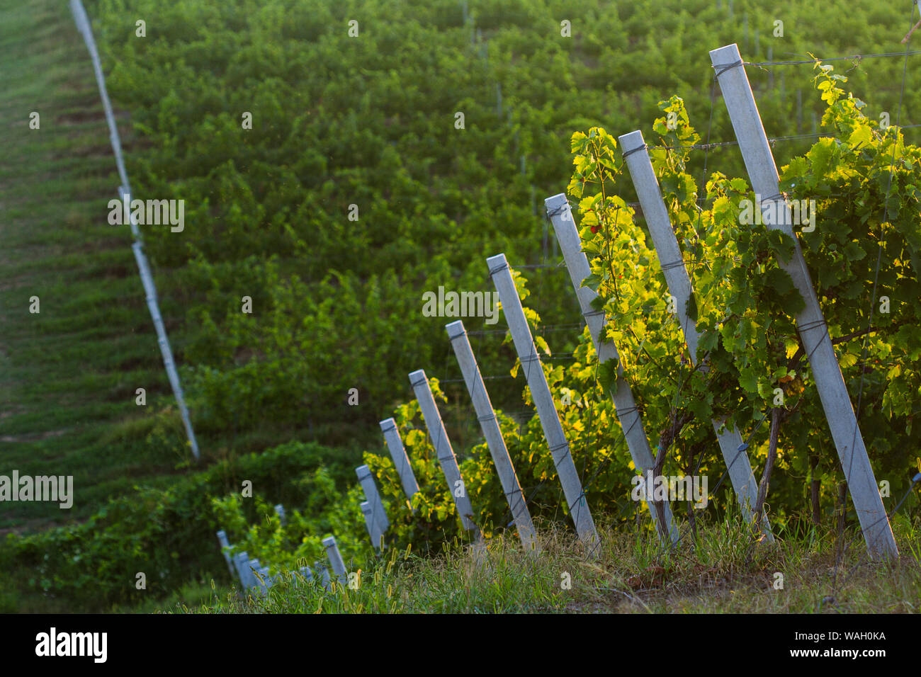 closeup perspective view of rows of vineyard stakes near green grass ...