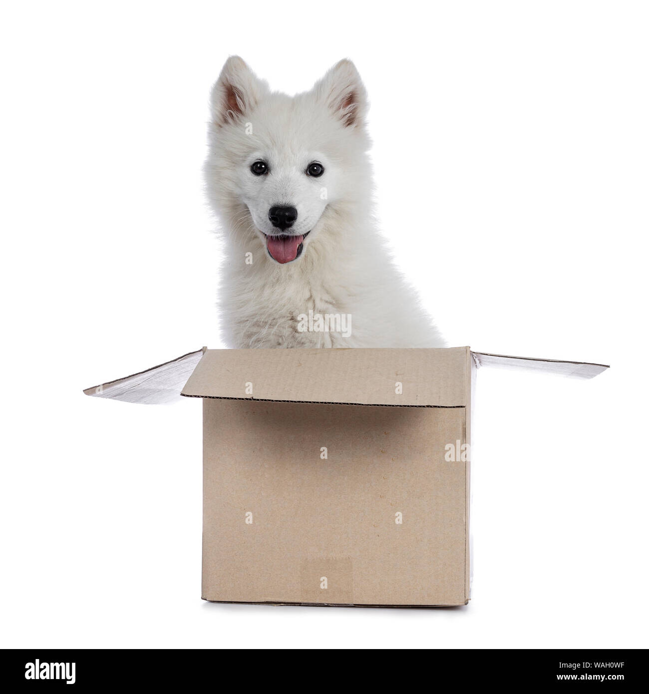 Cute white Samojeed dog pup, sitting in carton box facing front ...