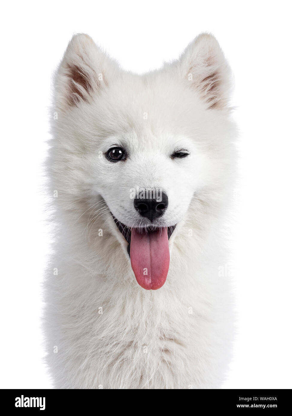 Head shot of cute white Samojeed dog pup. Winking at camera with dark ...