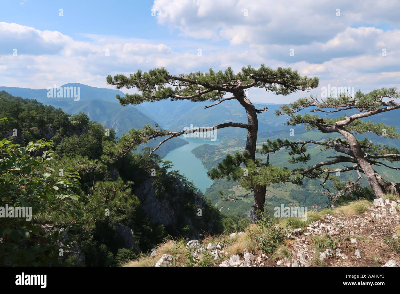 Viewpoint Banjska stena at Tara mountain - Serbia Stock Photo - Alamy