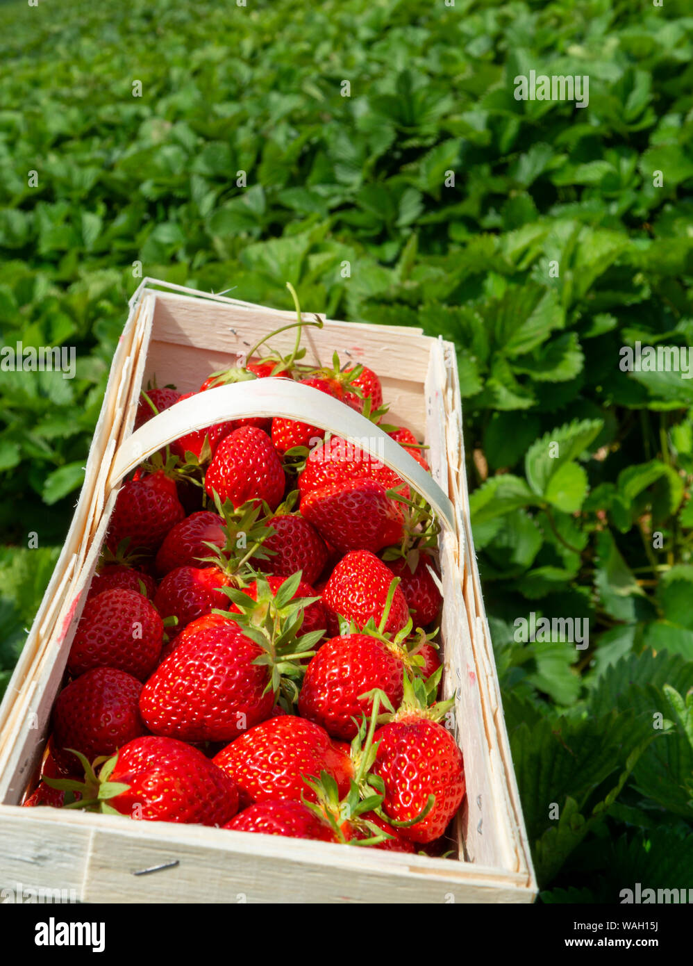 Strawberry fields in Germany, outdoor plantation with ripe sweet red ...