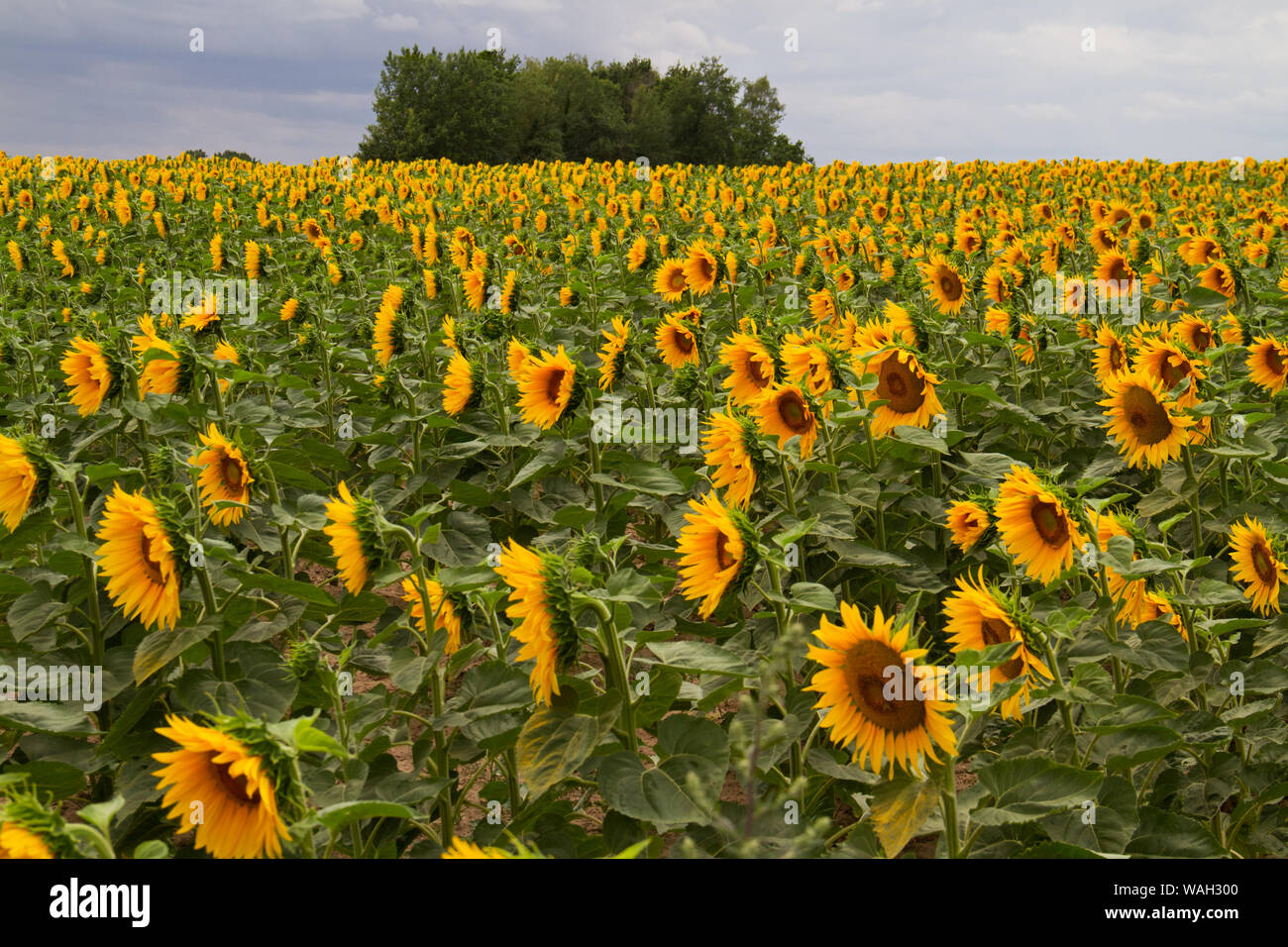 Landscape with Sunflower field, field of blooming sunflowers Stock ...