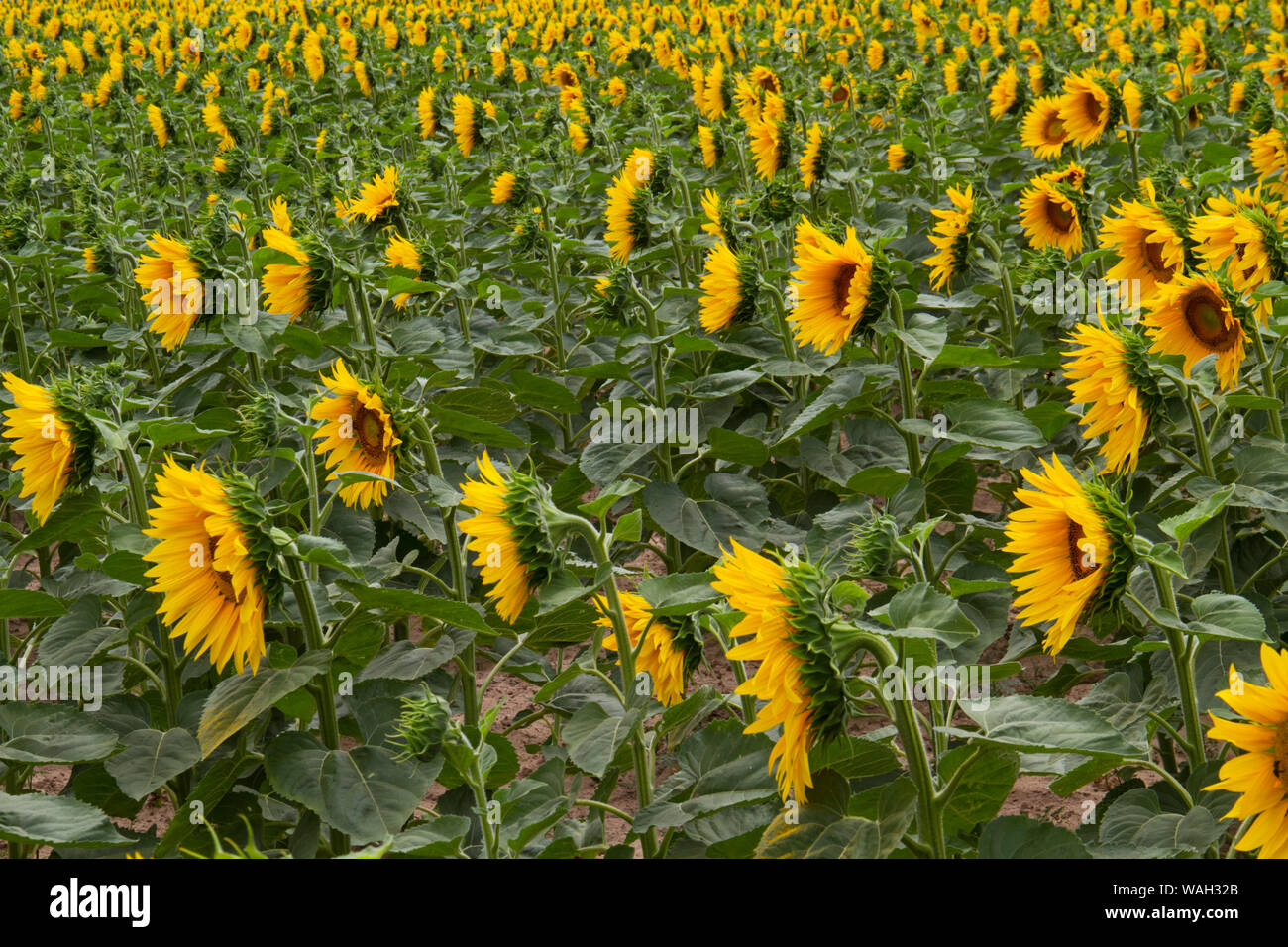 Landscape with Sunflower field, field of blooming sunflowers Stock ...