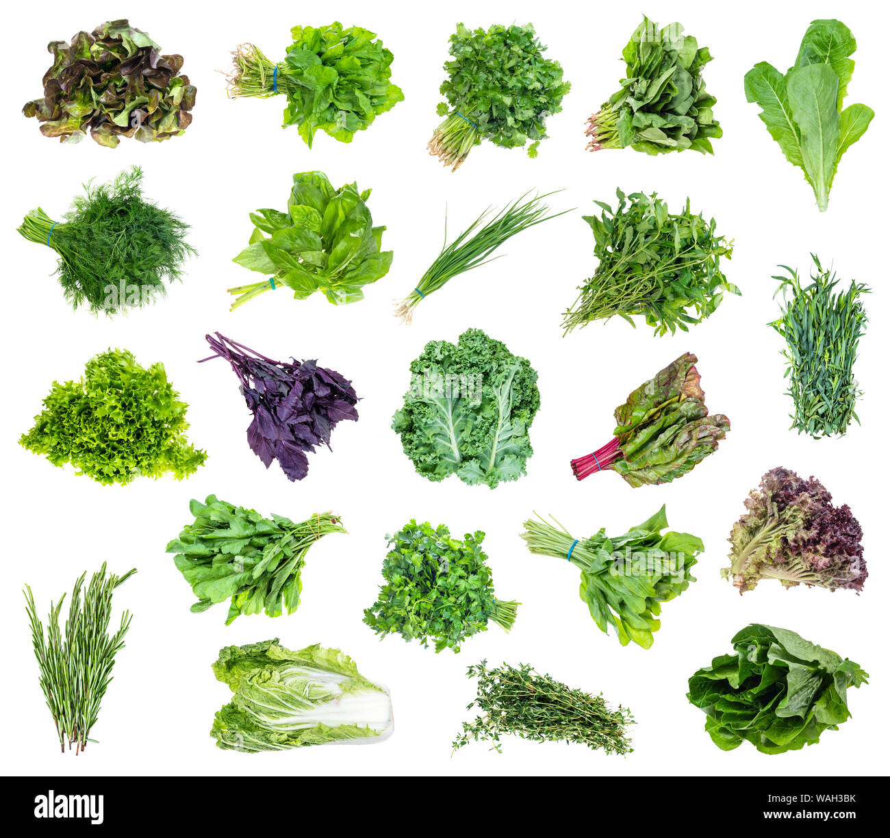 set of various fresh bundles of garden greens cut out on white ...