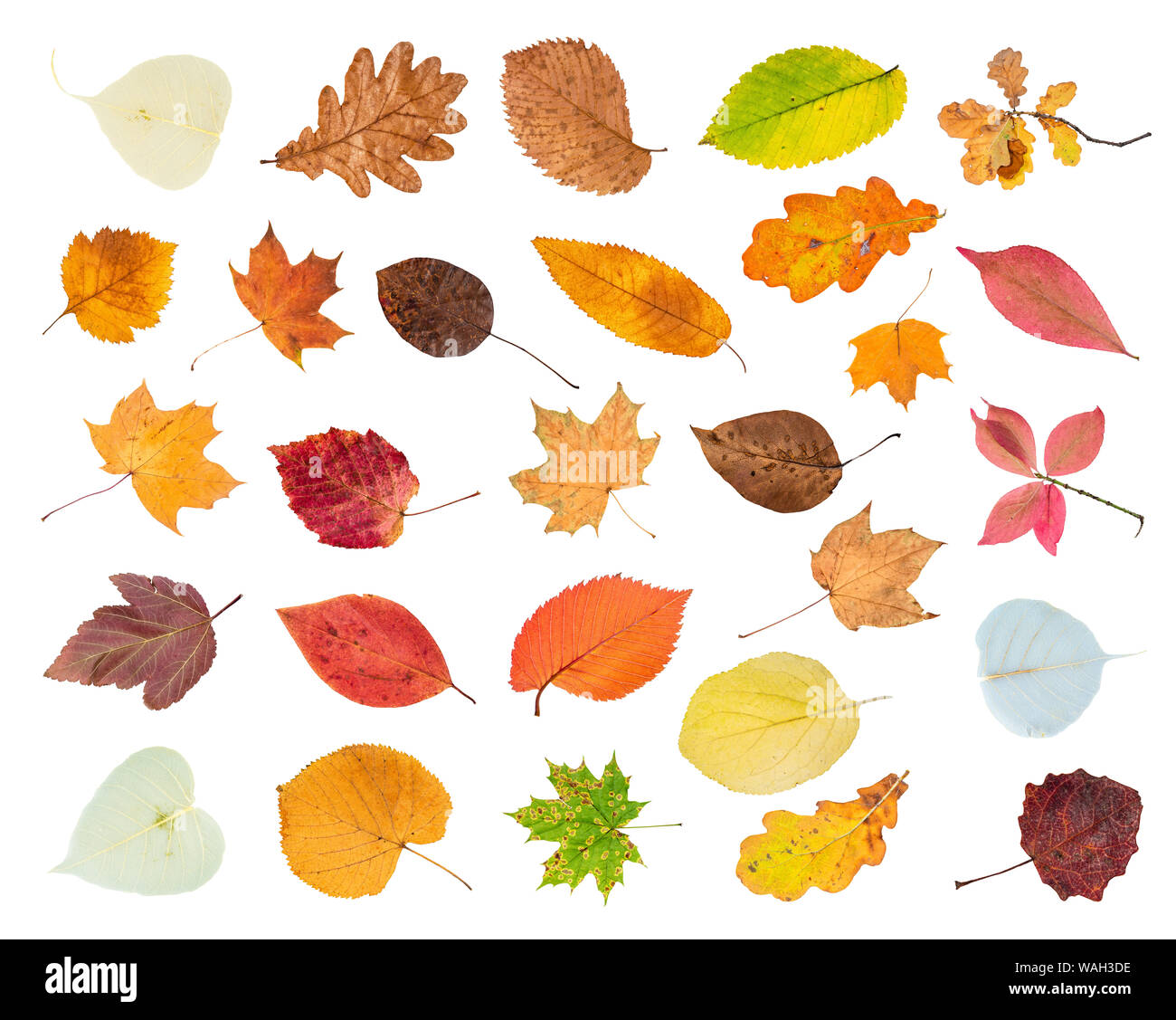 set of various colorful autumn leaves cut out on white background Stock ...