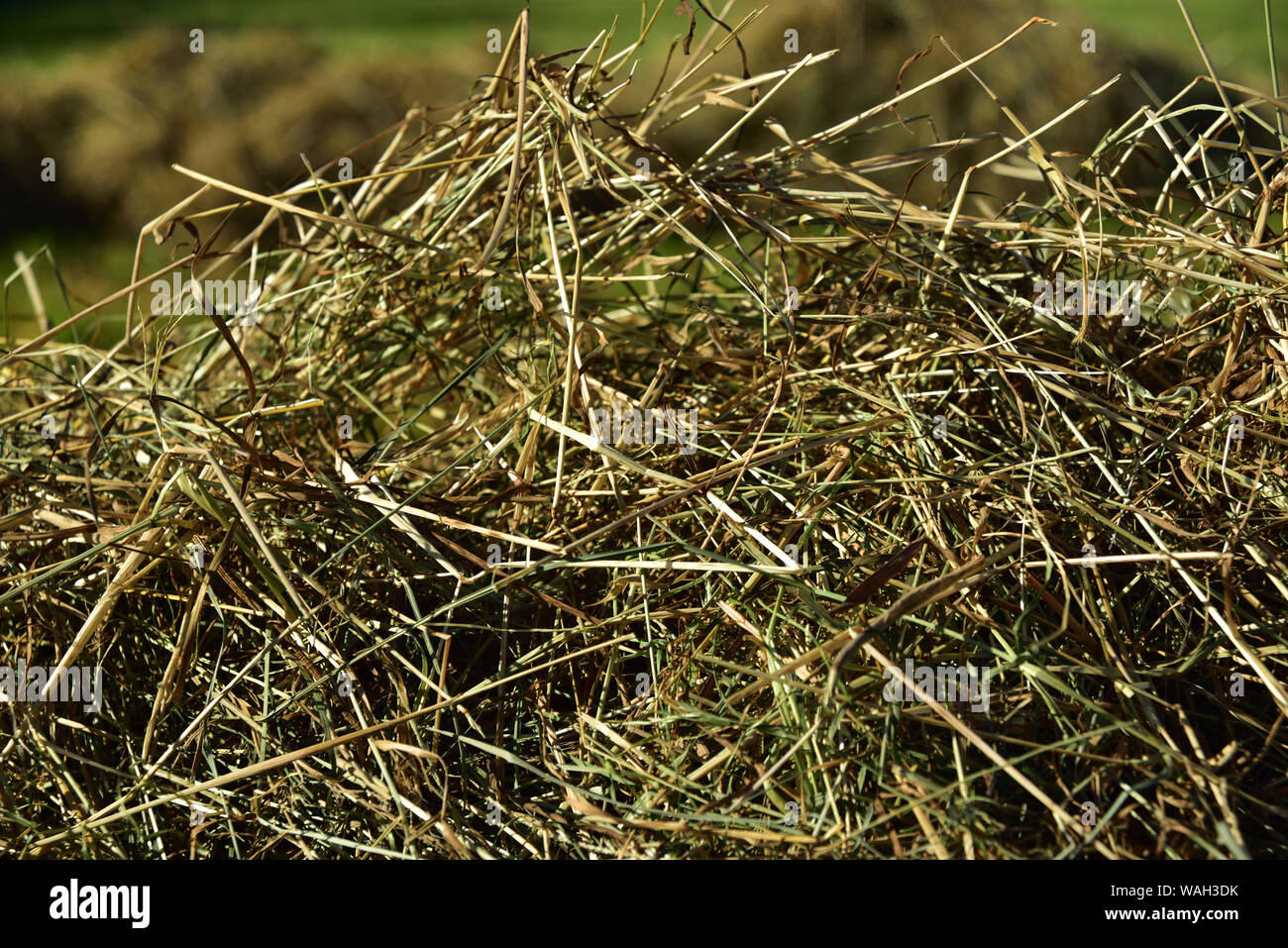 Fresh hay hi-res stock photography and images - Alamy
