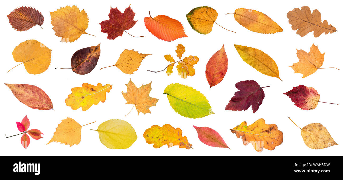 set of various colorful fallen leaves cut out on white background Stock ...