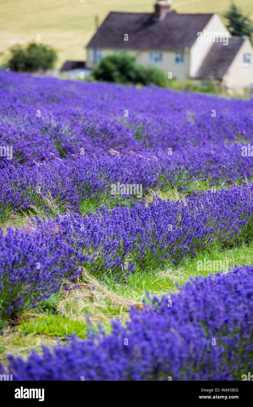 Lavender fields at Snowshill in the Cotswolds, Worcestershire, England ...