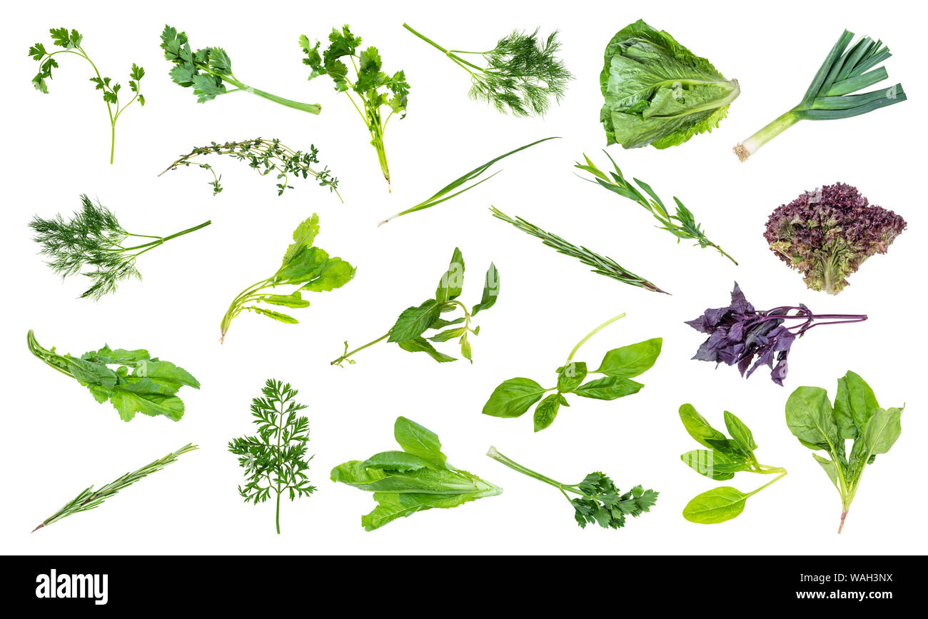 set of various fresh twigs of garden herbs cut out on white background ...