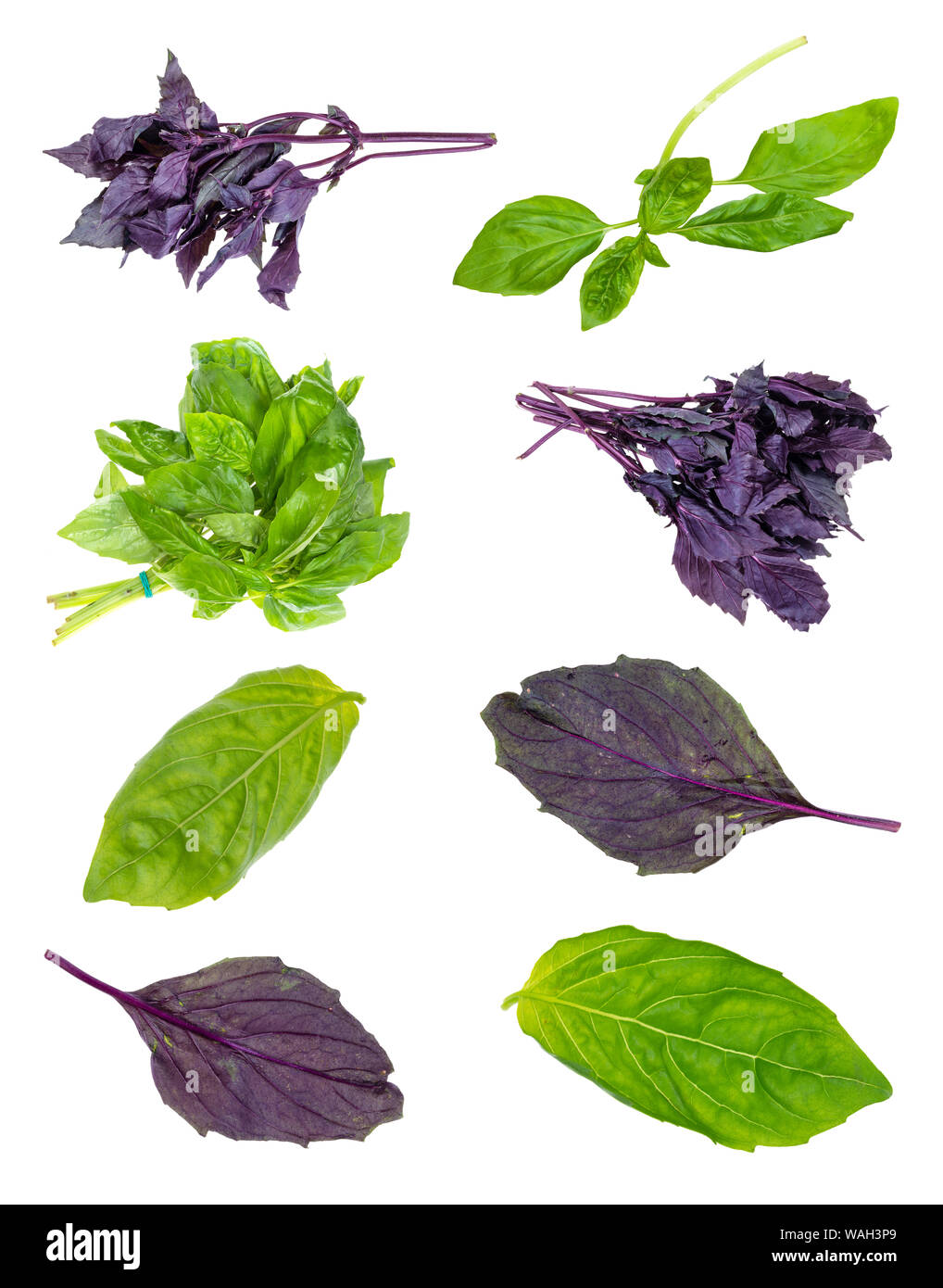 set of fresh basil herbs cut out on white background Stock Photo - Alamy