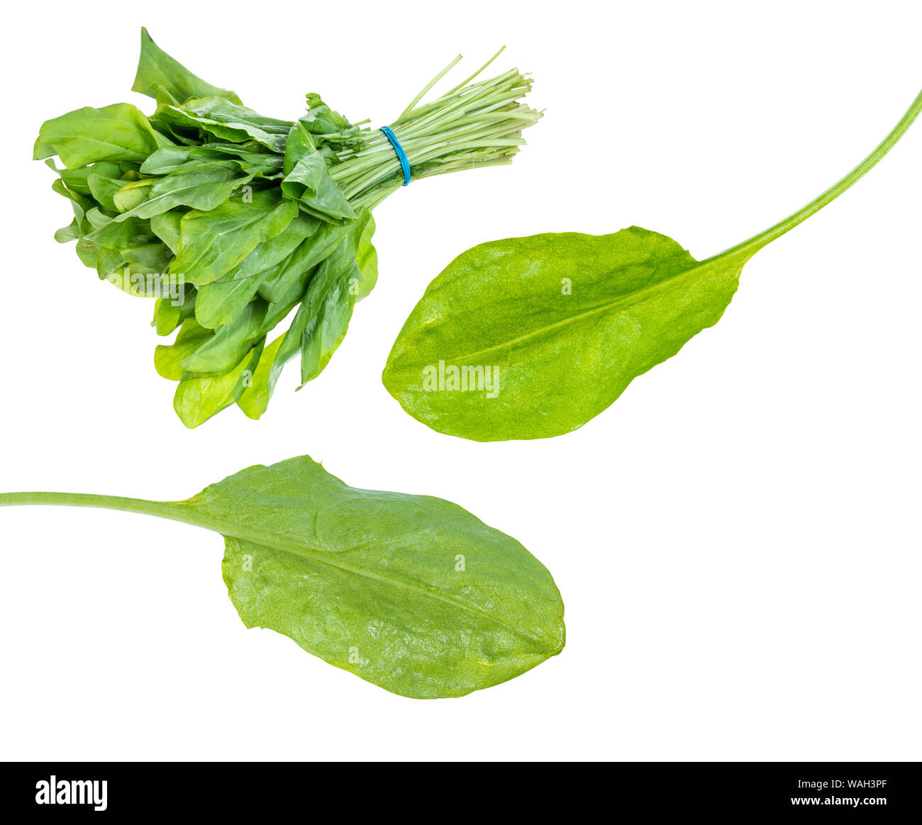 set of fresh sorrel bundle and leaves cut out on white background Stock ...